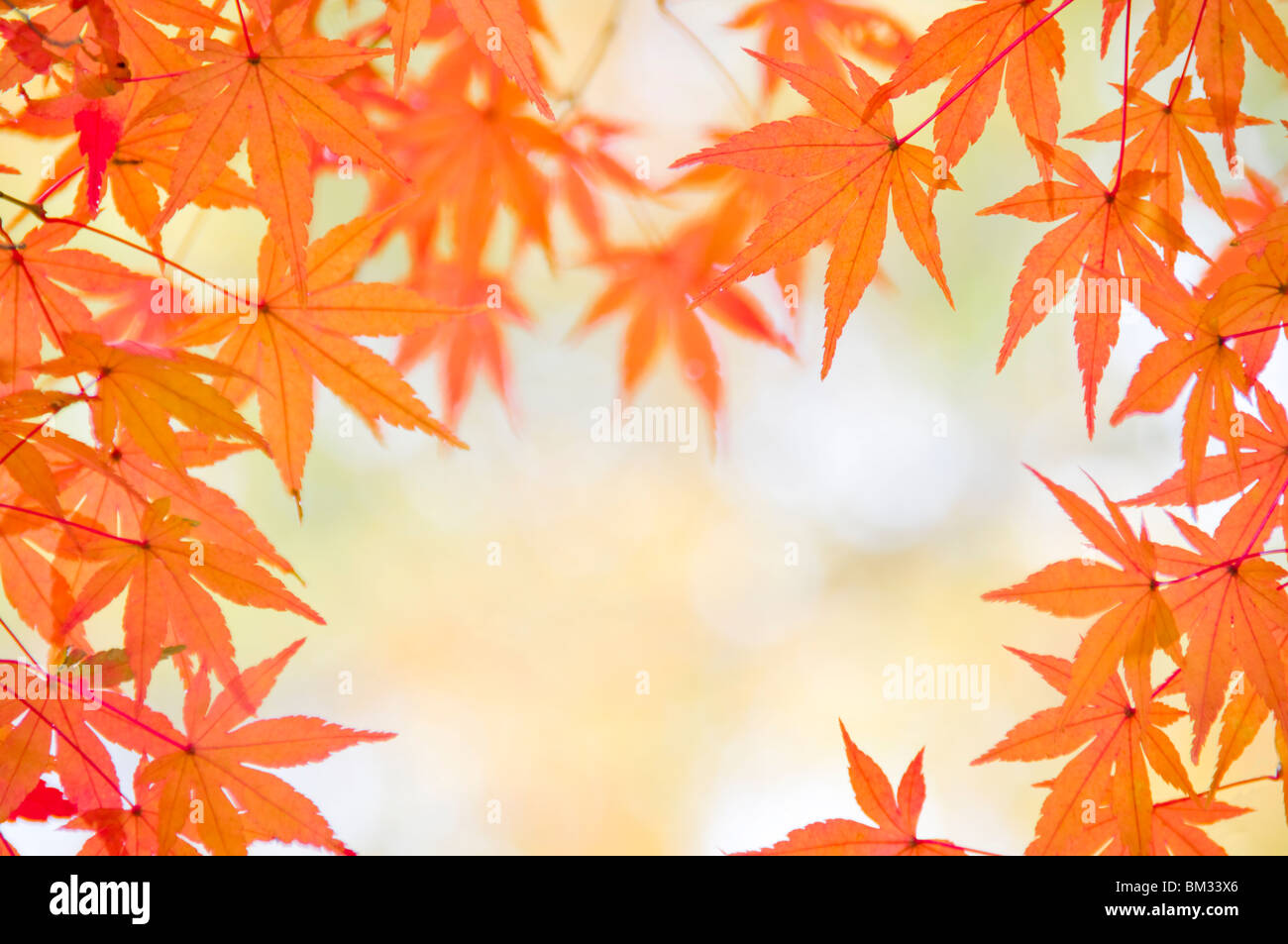 Red Maple Tree Leaves Stock Photo - Alamy