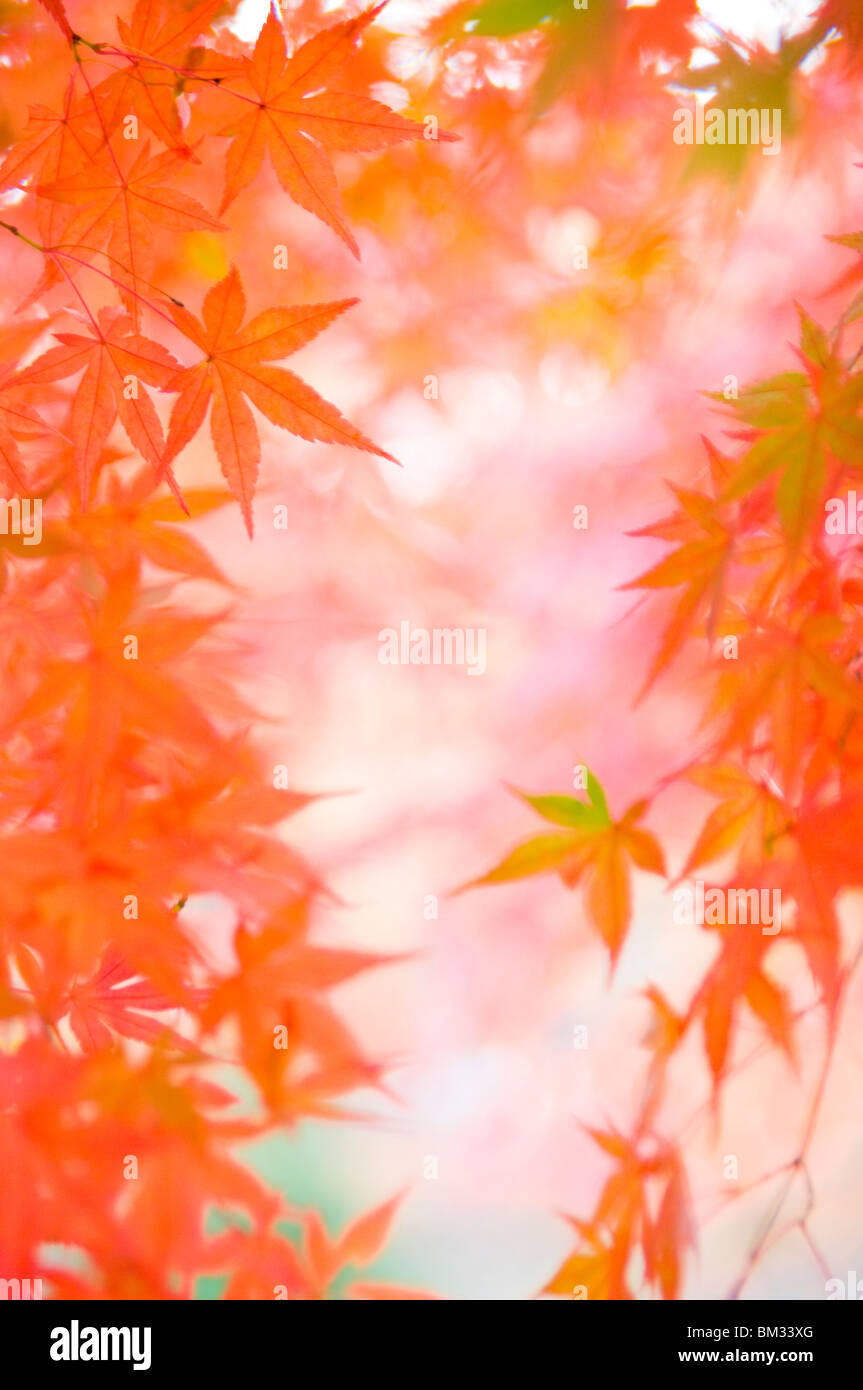 Red Maple Tree Leaves Stock Photo - Alamy