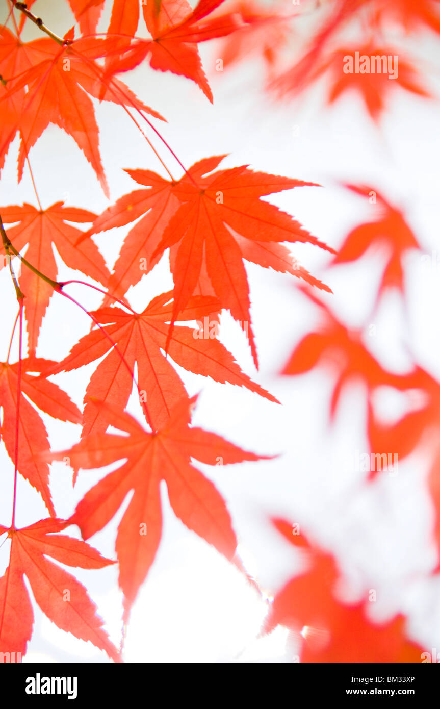 Red Maple Tree Leaves Stock Photo - Alamy