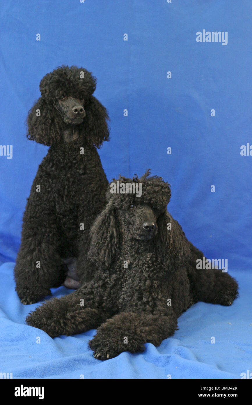 Sitzender königspudel sitting poodle hi-res stock photography and ...