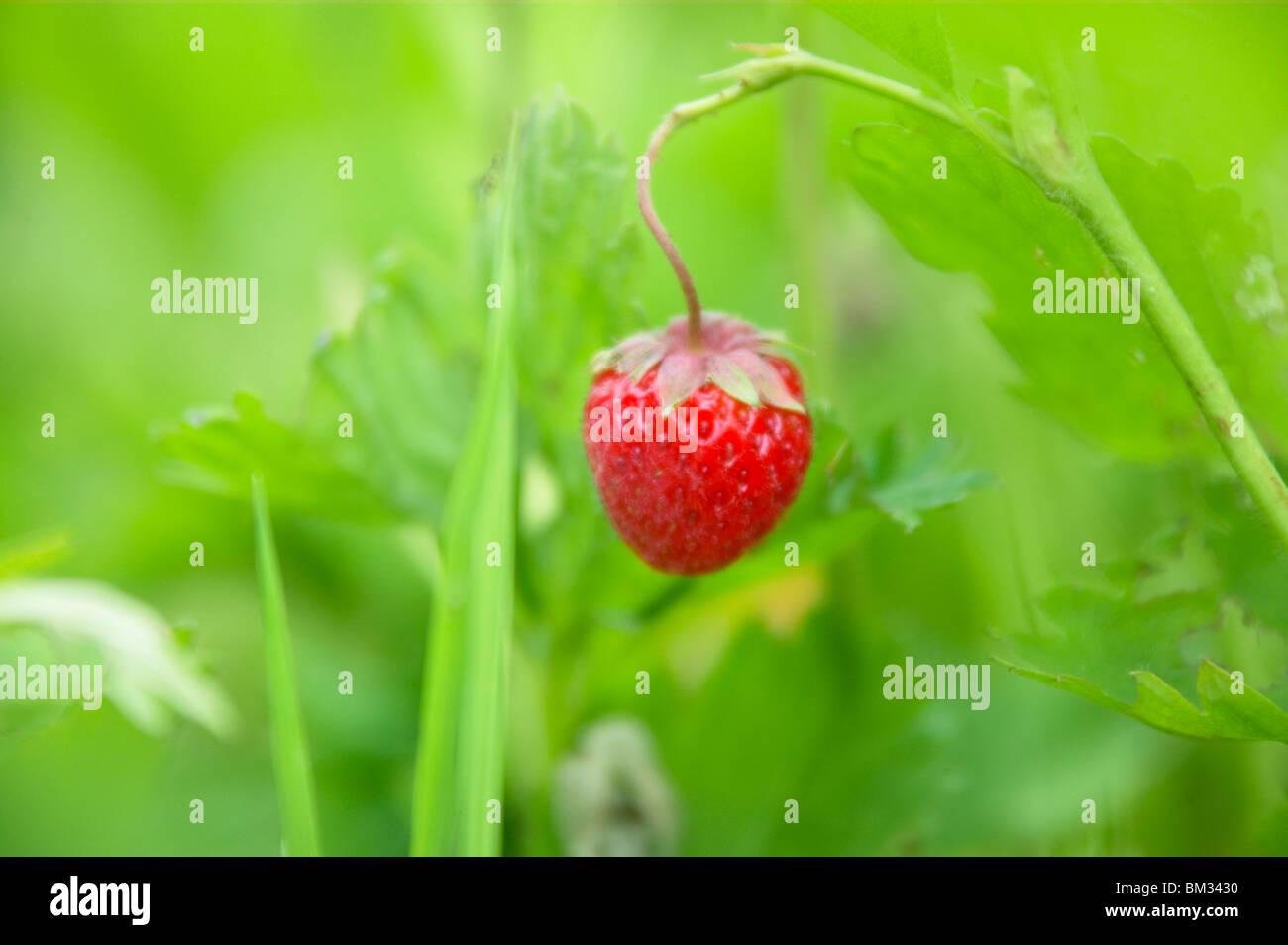 Strawberry on branch, close up Stock Photo - Alamy
