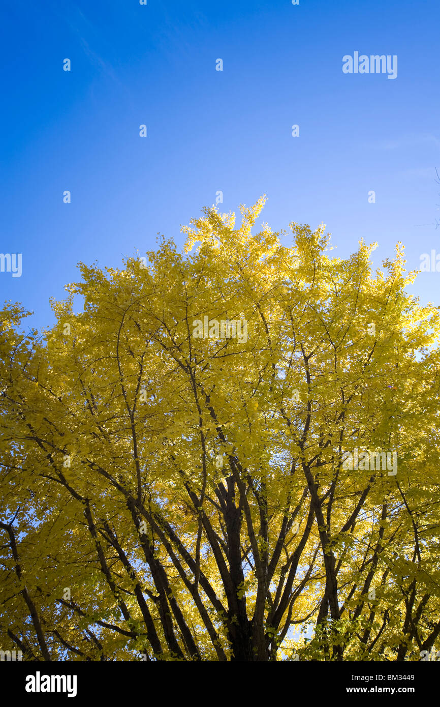 Gingkoes hi-res stock photography and images - Alamy