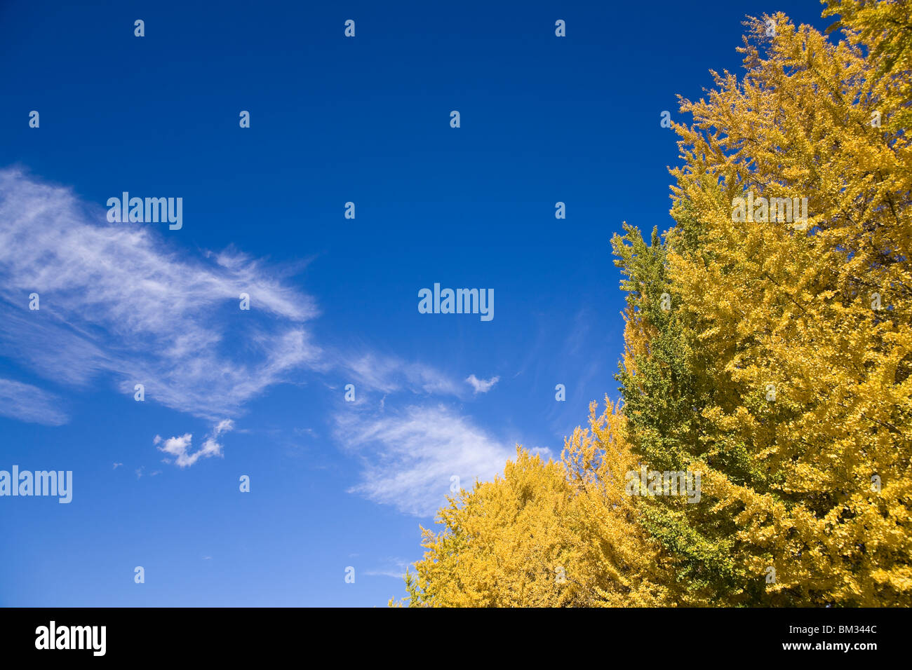 Gingkoes hi-res stock photography and images - Alamy