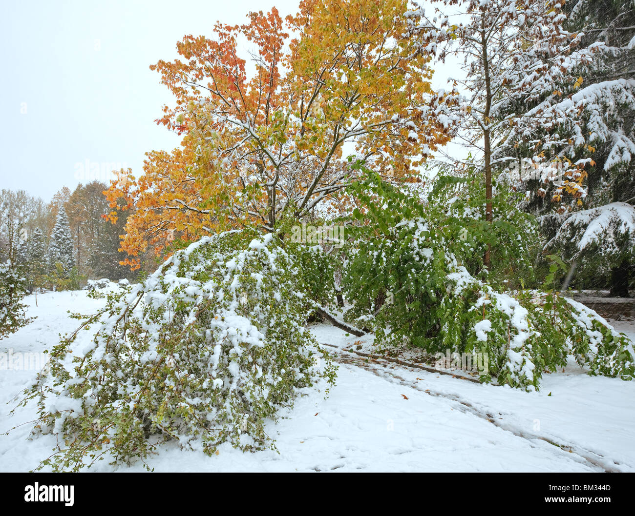 First autumn sudden snow in city park Stock Photo - Alamy