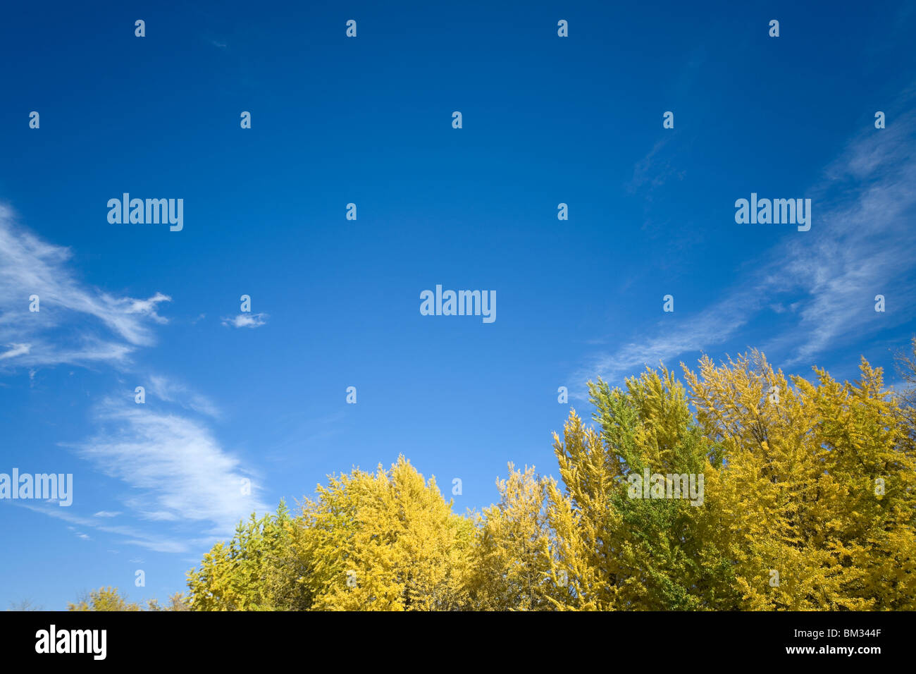 Gingkoes hi-res stock photography and images - Alamy