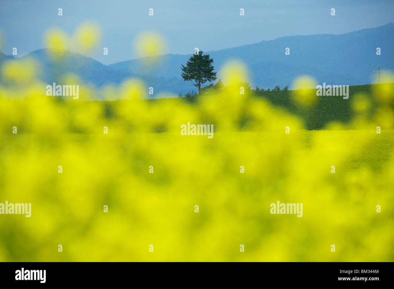 Mustard tree hi-res stock photography and images - Alamy