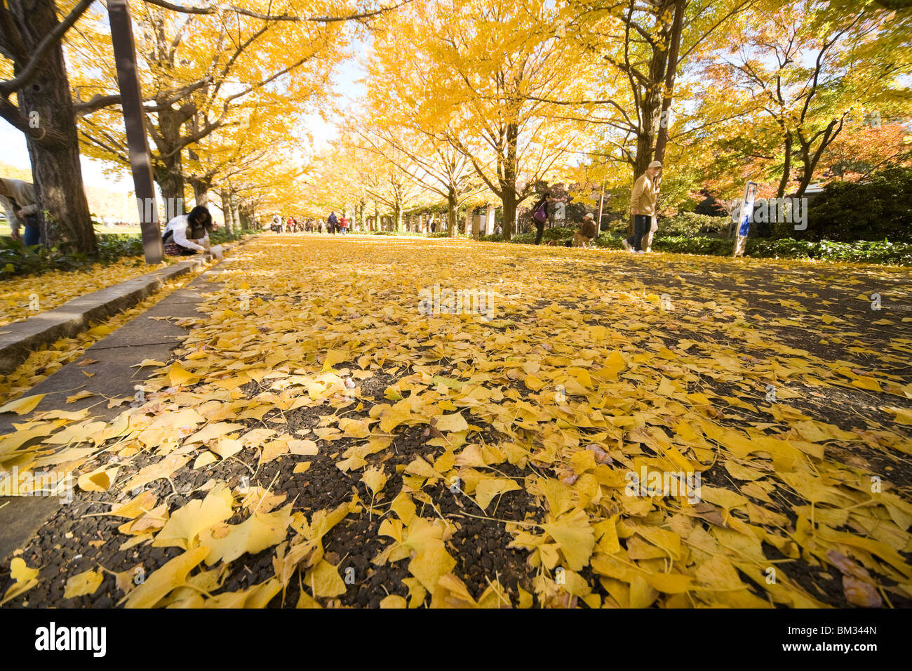 Autumn Colored Gingko Trees Stock Photo - Alamy
