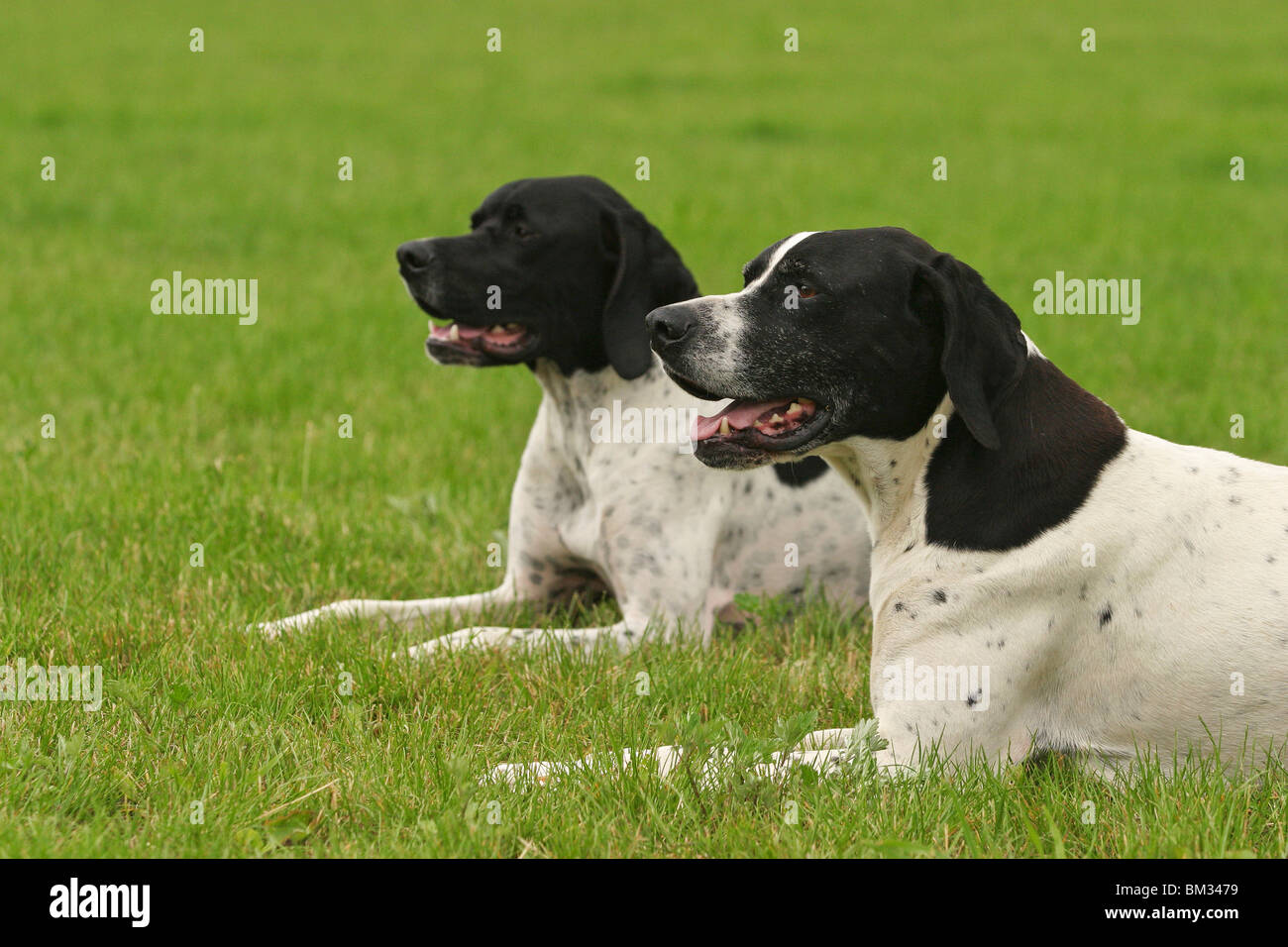 liegende / lying Pointer Stock Photo - Alamy