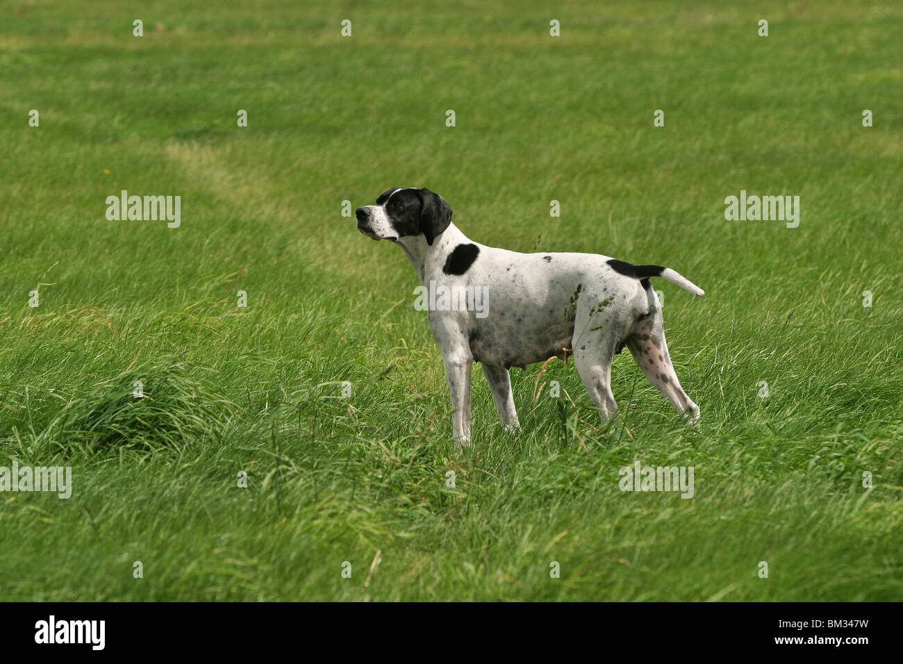stehender / standing Pointer Stock Photo - Alamy
