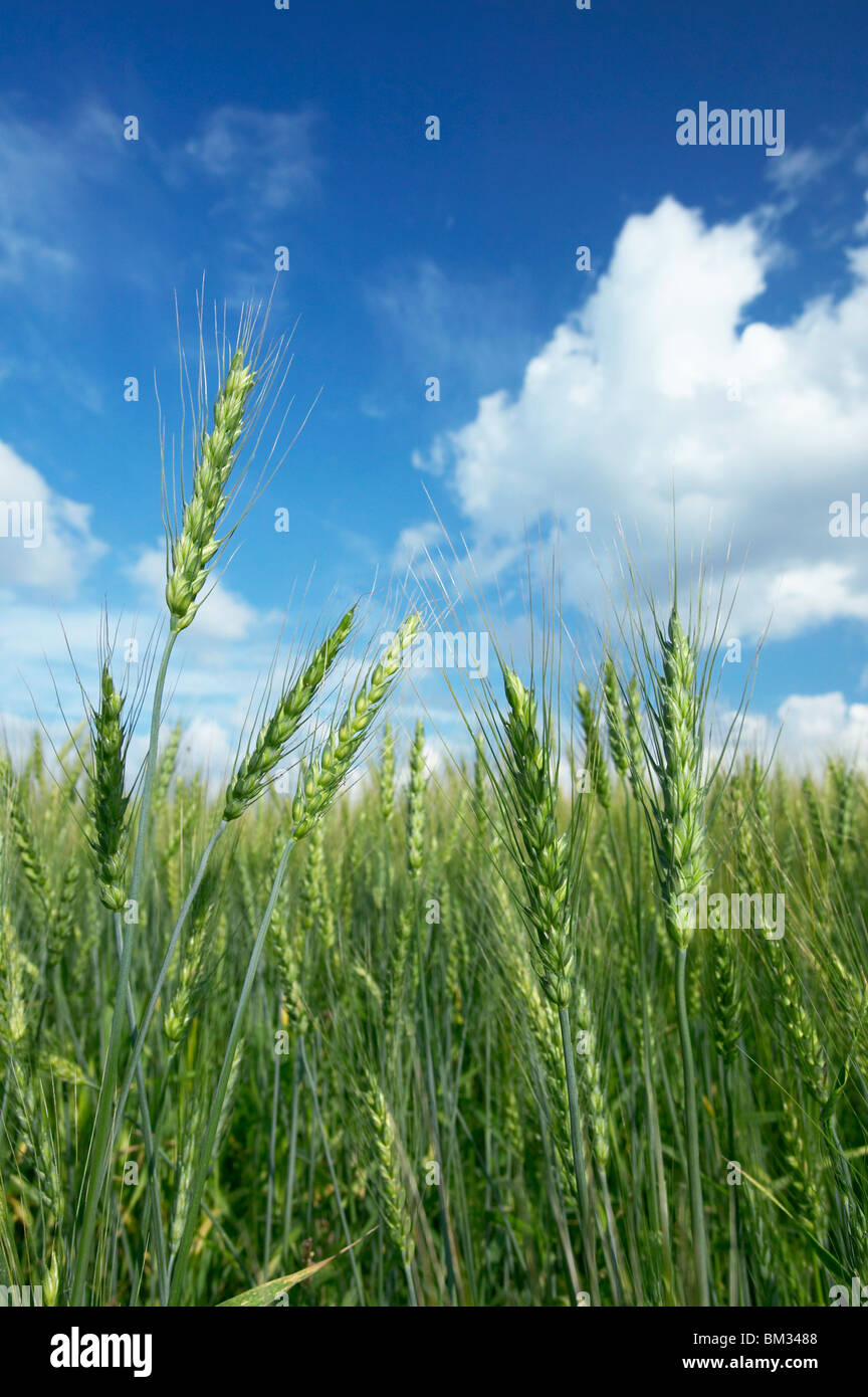 Wheat field, Biei town, Hokkaido prefecture, Japan Stock Photo - Alamy