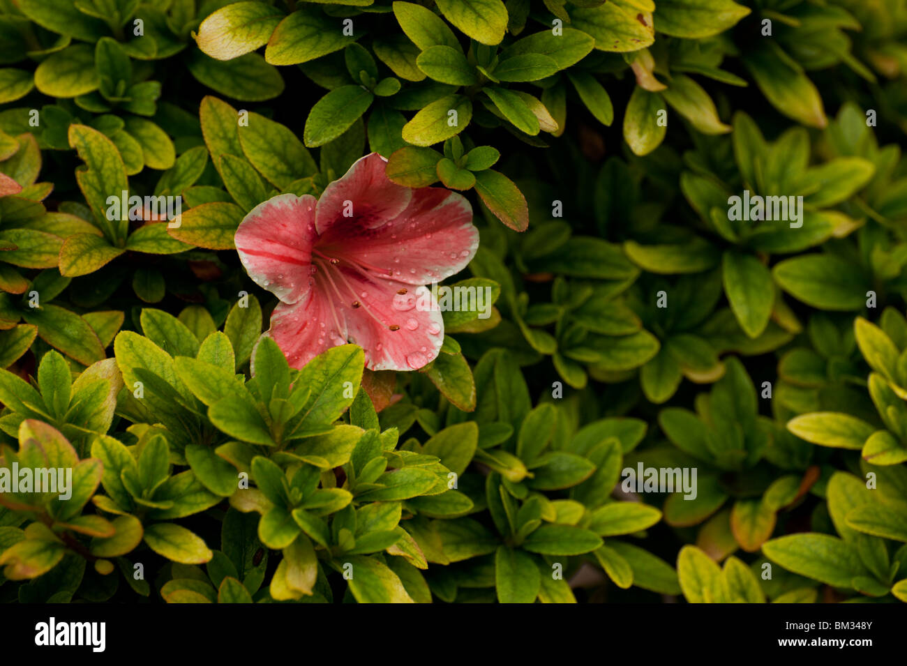 Azalea in bloom hi-res stock photography and images - Alamy