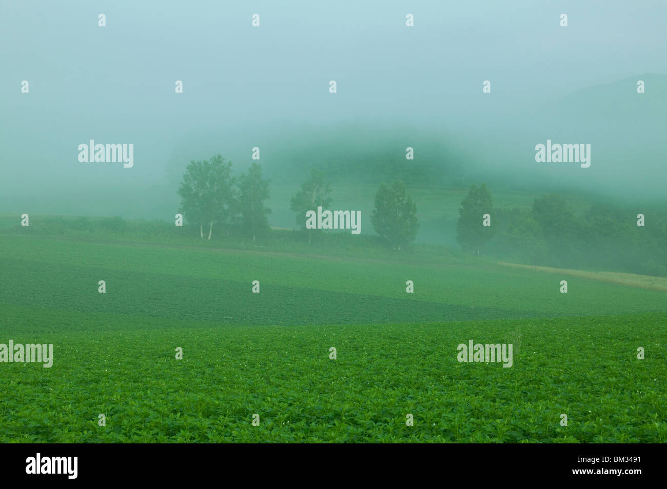 Field in the morning haze, Biei town, Hokkaido prefecture, Japan Stock ...