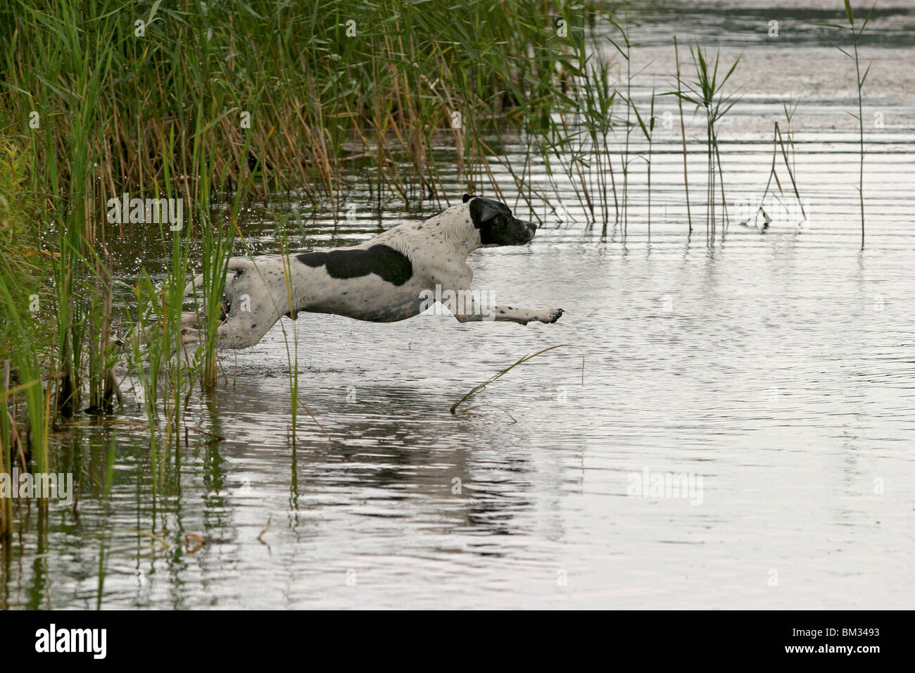 Pointer im Wasser / pointer in the water Stock Photo - Alamy