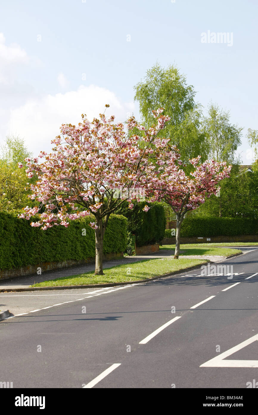 Prunus Padus - Pink flowering Cherry tree in full blossom during ...