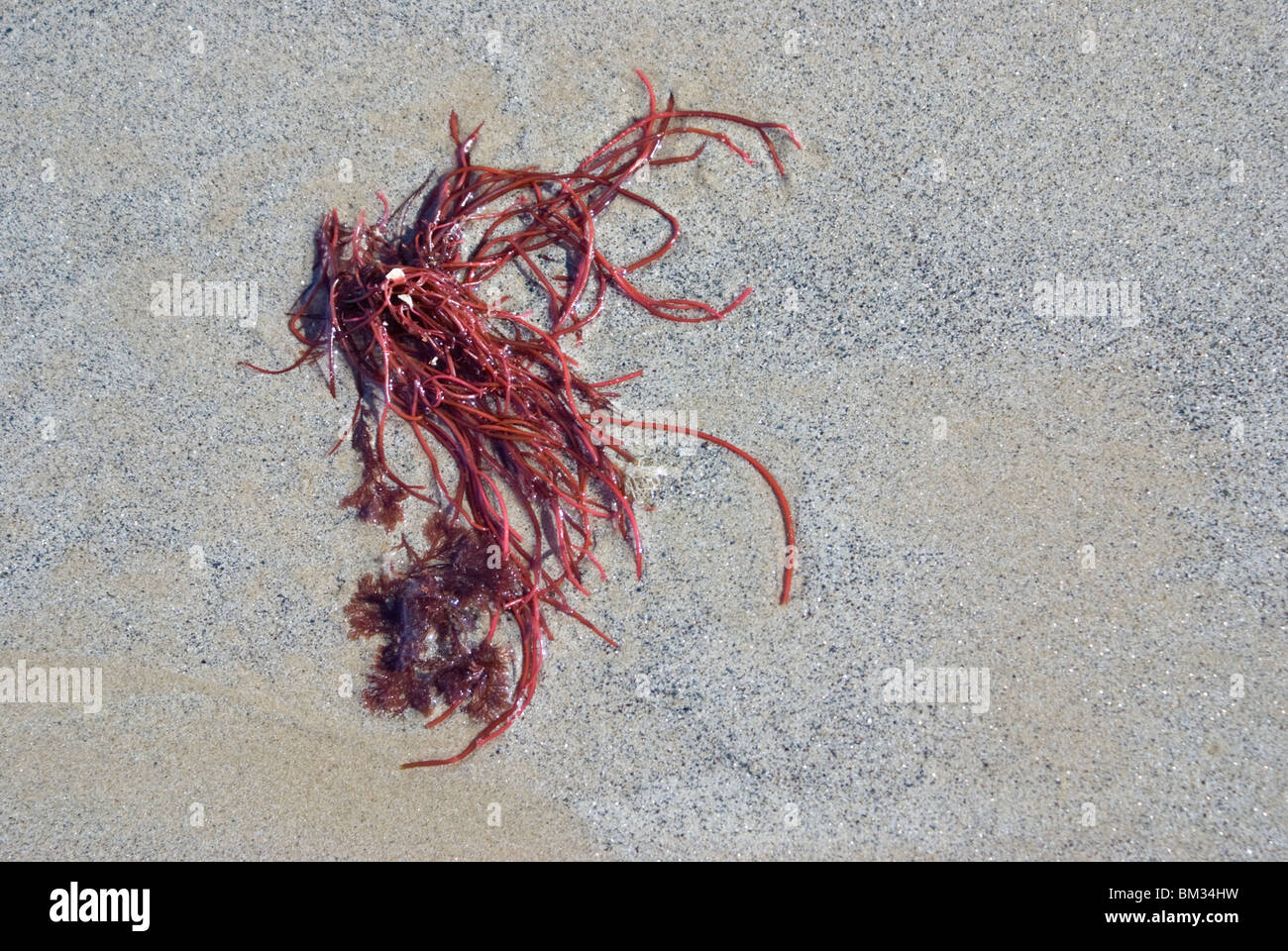 Red seaweed on sandy beach Stock Photo - Alamy