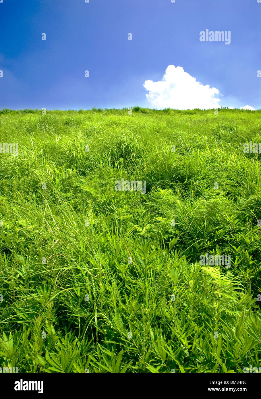 Field of grass Stock Photo - Alamy