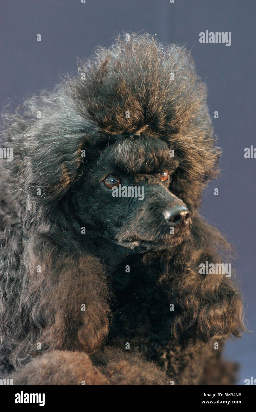 Pudel miniatur hi-res stock photography and images - Alamy