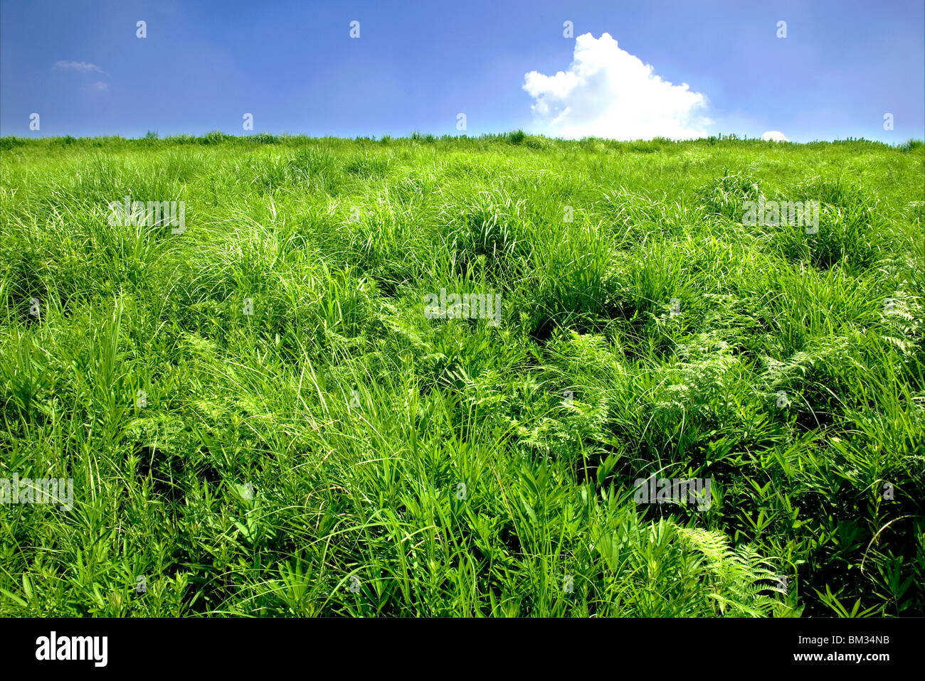 Field of grass Stock Photo - Alamy