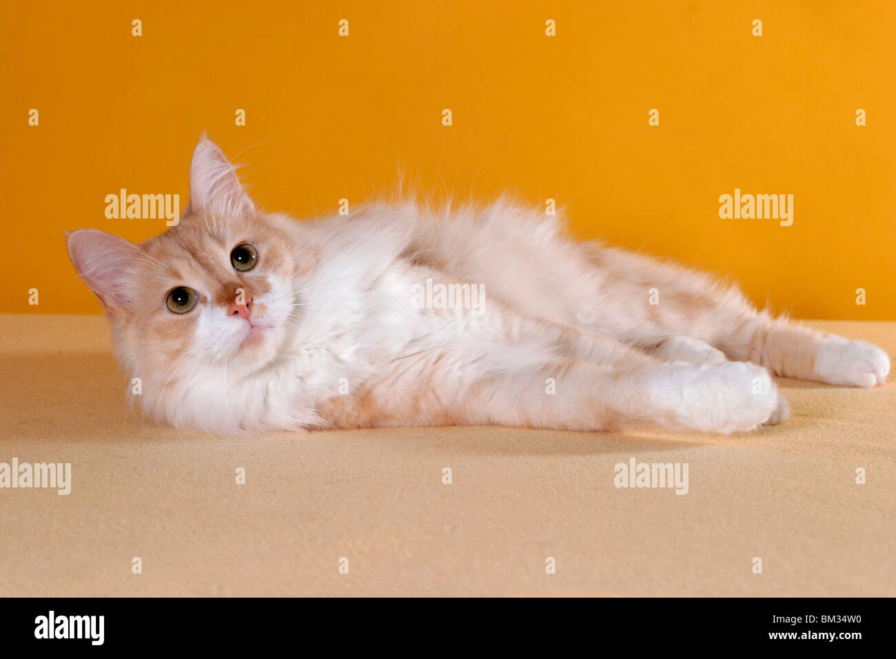 Angorakatze hi-res stock photography and images - Alamy