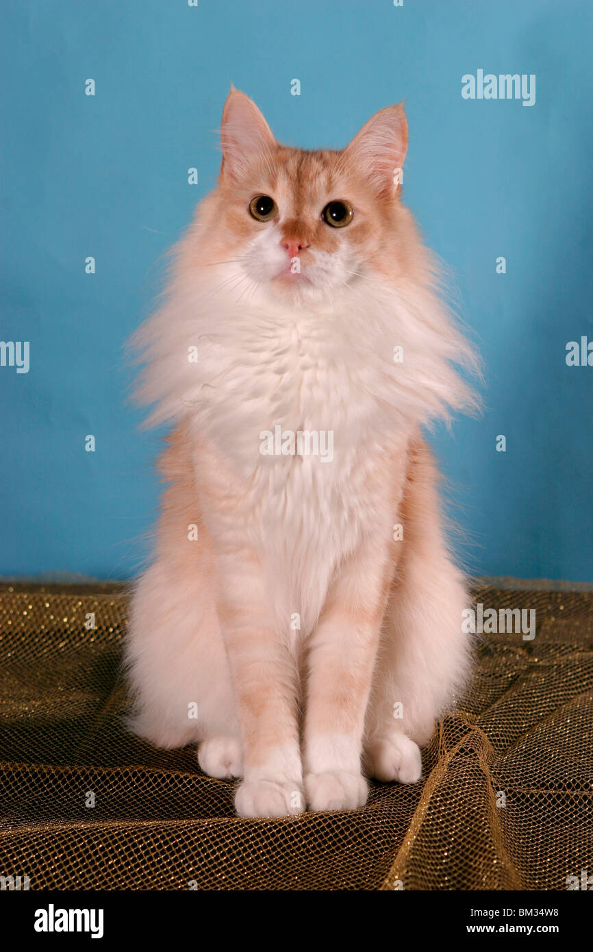 Türkisch Angora / Angora cat Stock Photo - Alamy