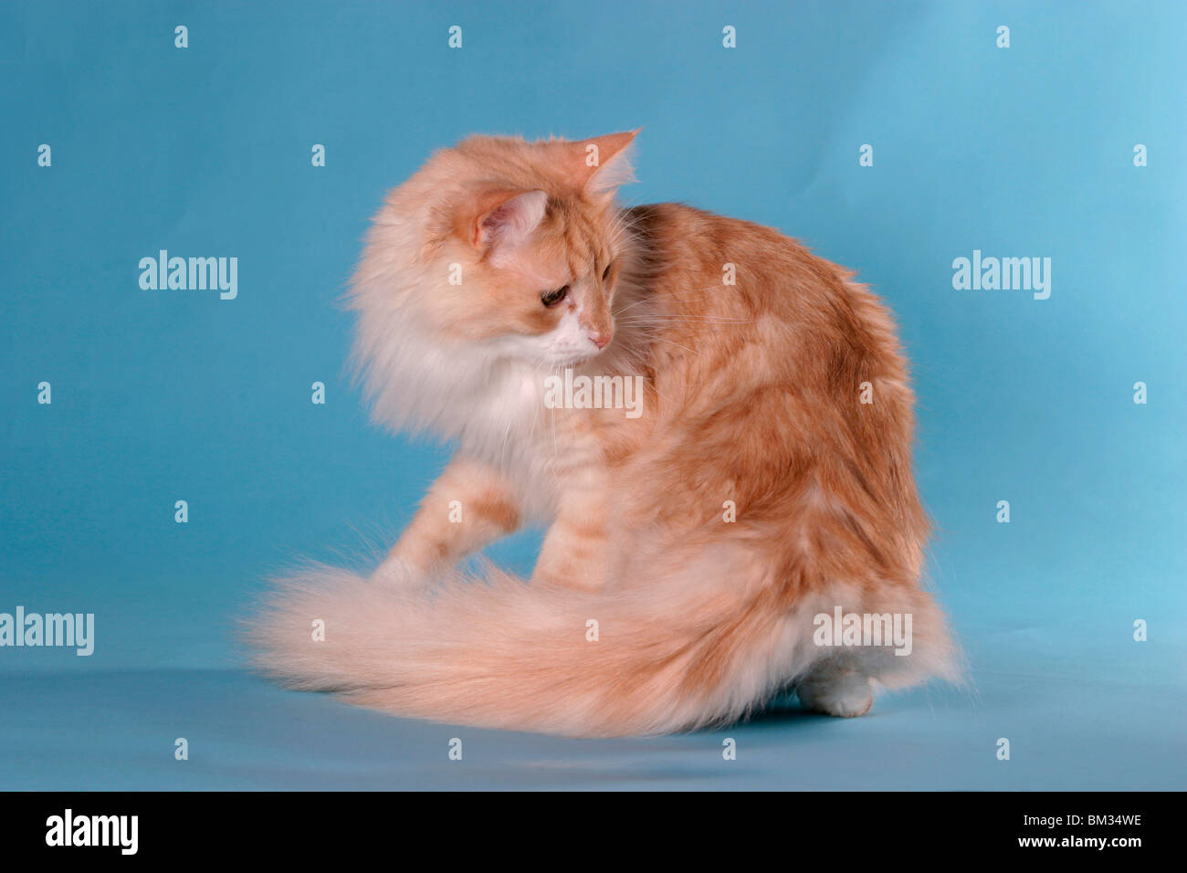 Angorakatzen hi-res stock photography and images - Alamy