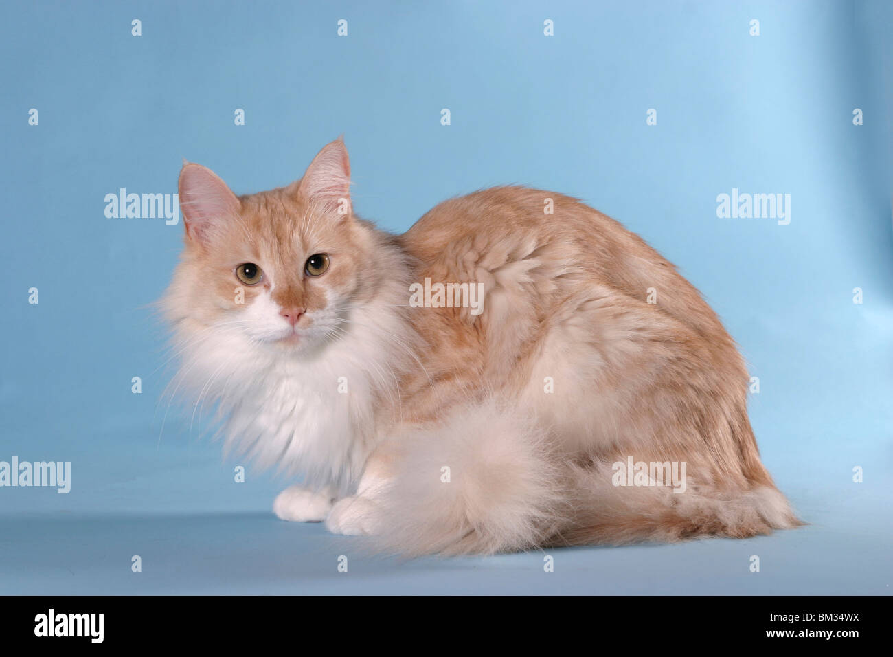 Angora cat hi-res stock photography and images - Alamy