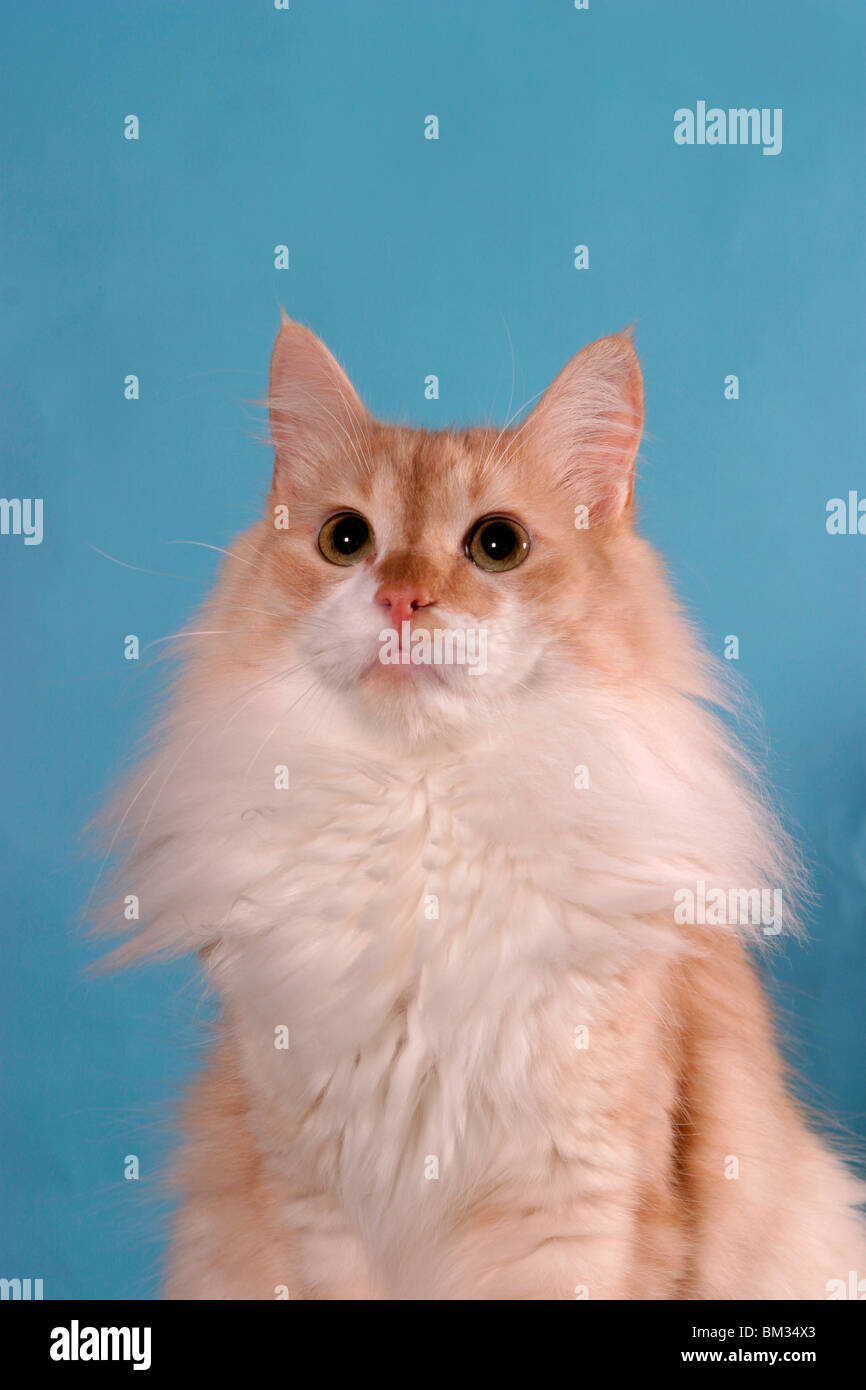 Angorakatze hi-res stock photography and images - Alamy