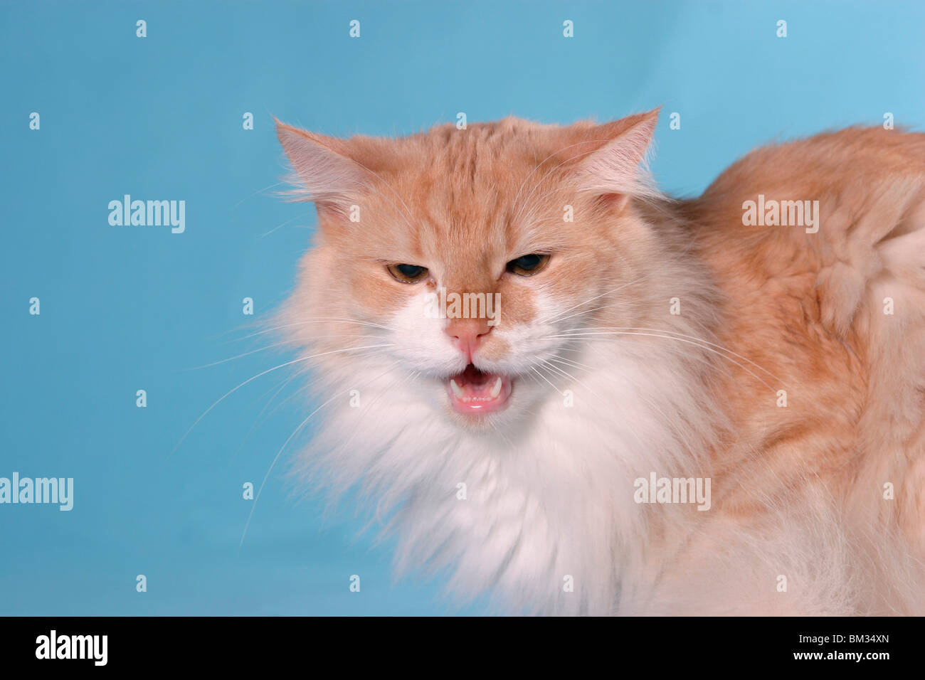 Angorakatzen hi-res stock photography and images - Alamy
