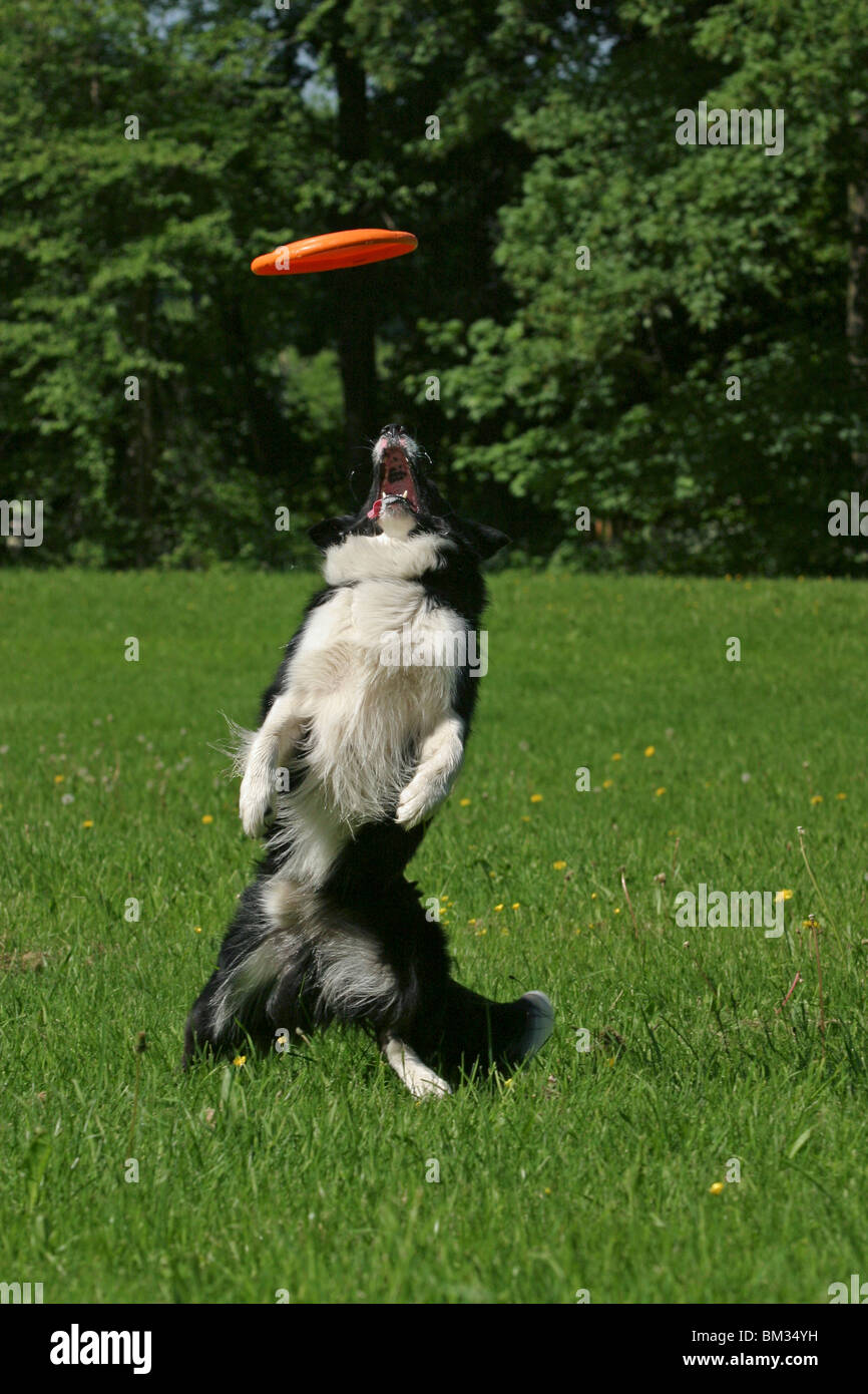 Border Collie fängt Frisbee / Border Collie catched frisbee Stock Photo ...