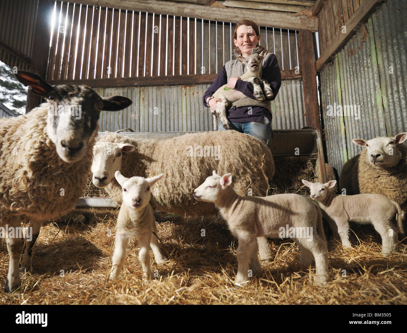 Sheep side view High Resolution Stock Photography and Images - Alamy