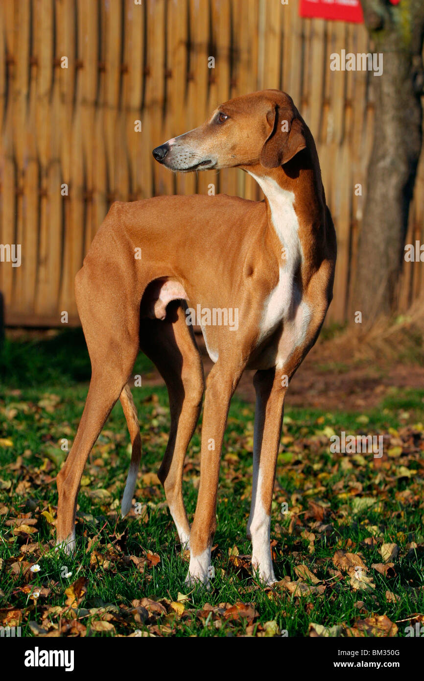 Dog dogs azawakh azawakhs hi-res stock photography and images - Alamy