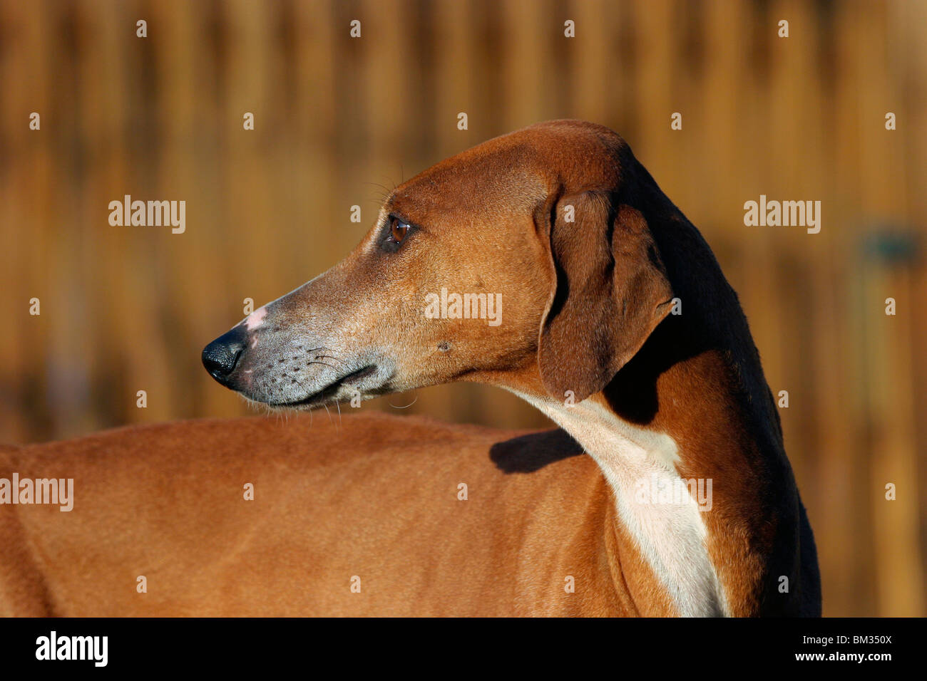 Azawakhs hi-res stock photography and images - Alamy