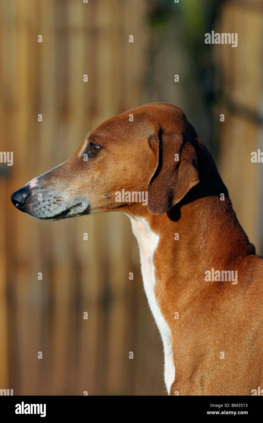 Azawakhs High Resolution Stock Photography and Images - Alamy