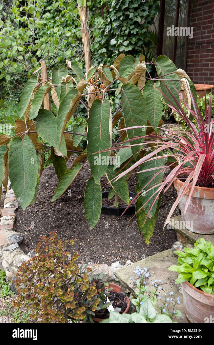 Will Giles planting a Schefflera macrophylla in the Exotic Garden ...