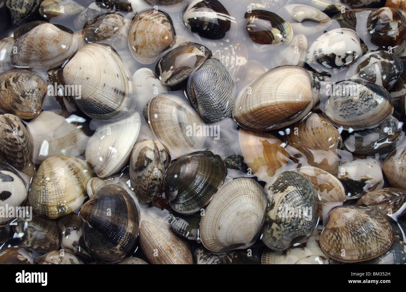 Clam shell large hi-res stock photography and images - Alamy