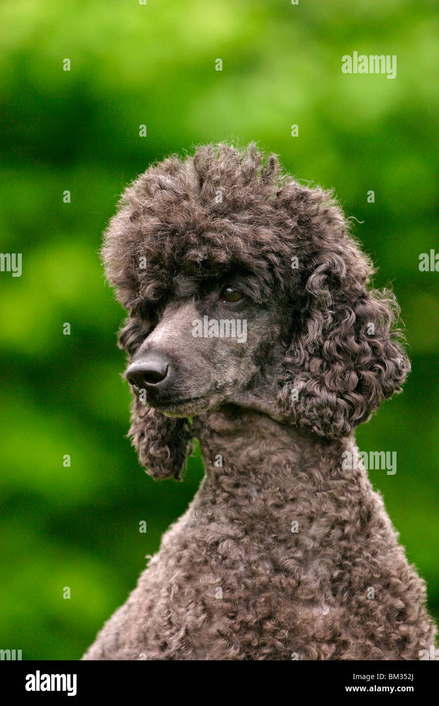 Kleiner pudel hi-res stock photography and images - Alamy