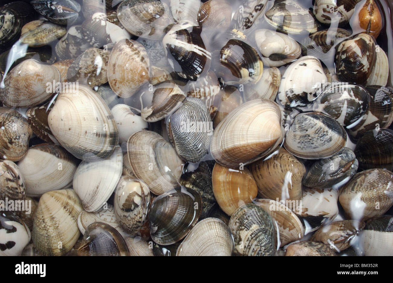 Japanese littleneck clam hi-res stock photography and images - Alamy
