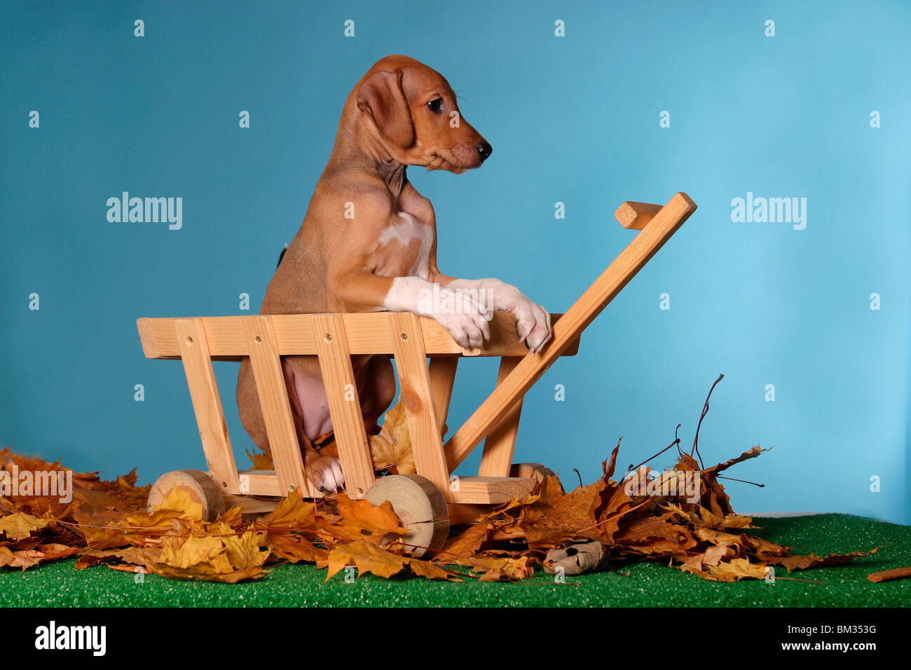 Azawakh Welpe / Azawakh puppy Stock Photo - Alamy
