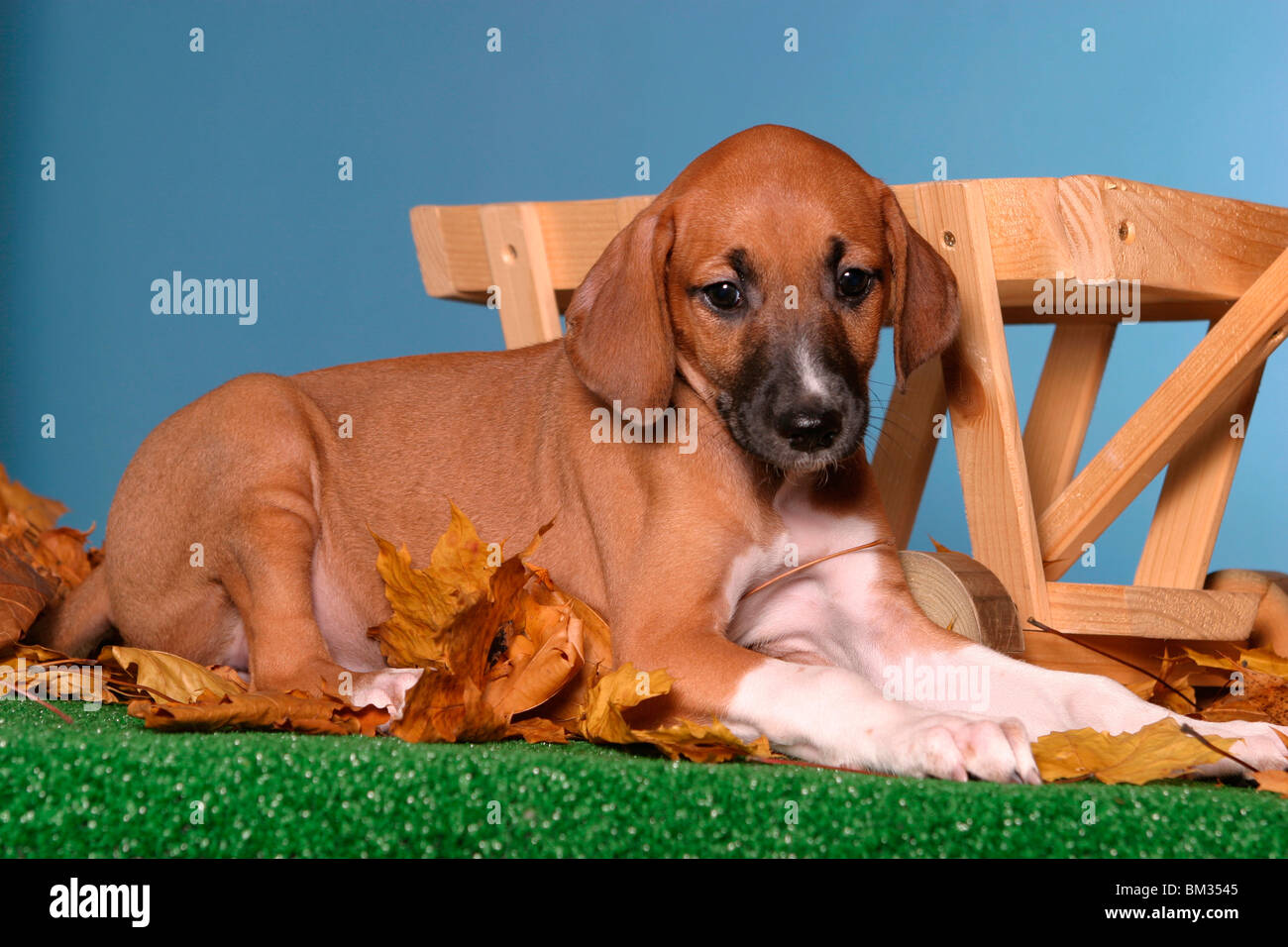 Azawakhs High Resolution Stock Photography and Images - Alamy