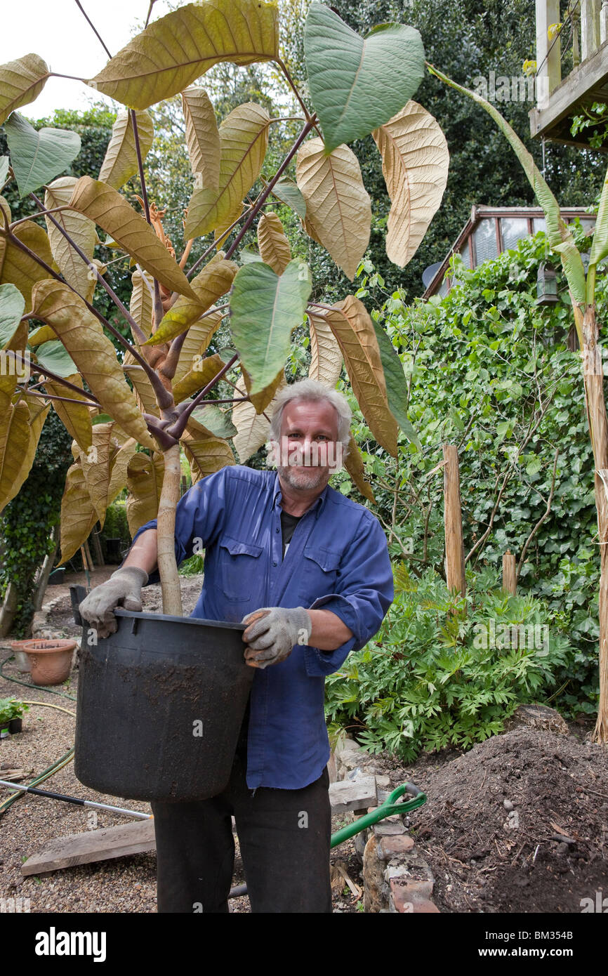 Will Giles planting a Schefflera macrophylla in the Exotic Garden ...