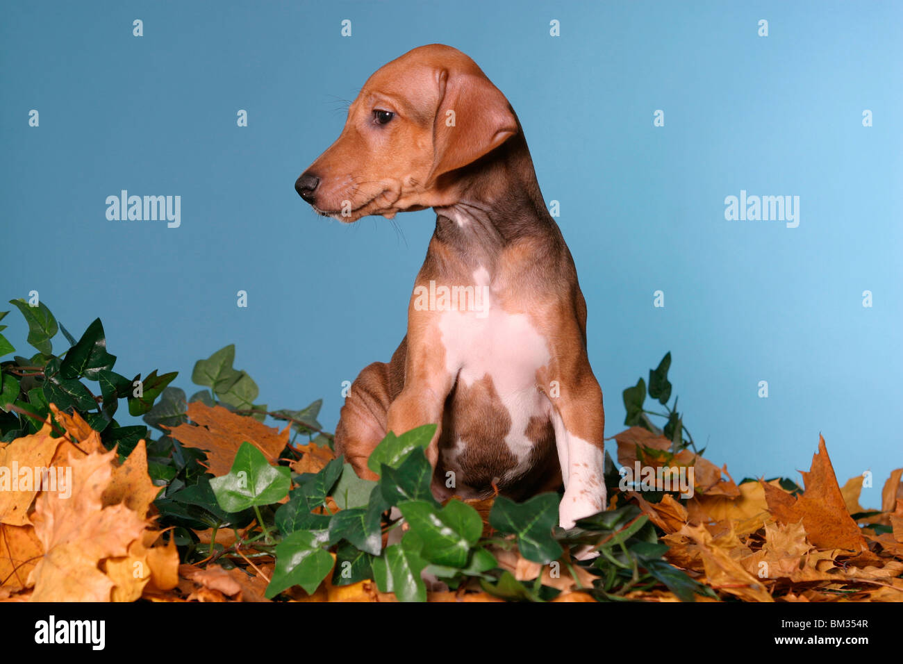 Dog dogs azawakh azawakhs hi-res stock photography and images - Alamy