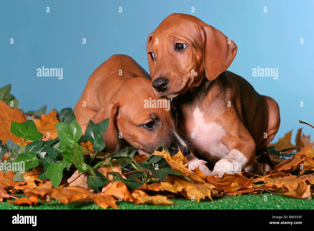 Dog dogs azawakh azawakhs hi-res stock photography and images - Alamy