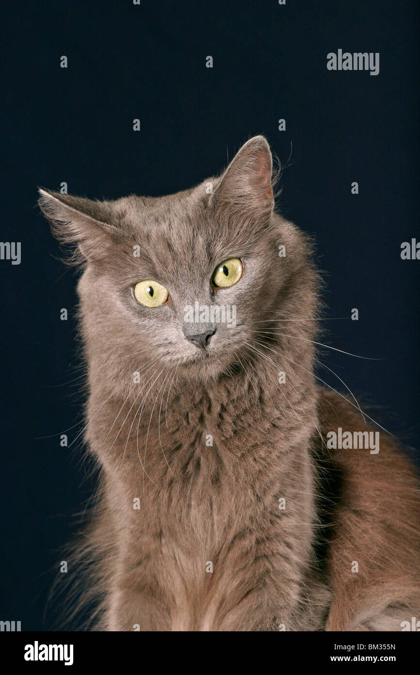 Nebelungkatze hi-res stock photography and images - Alamy