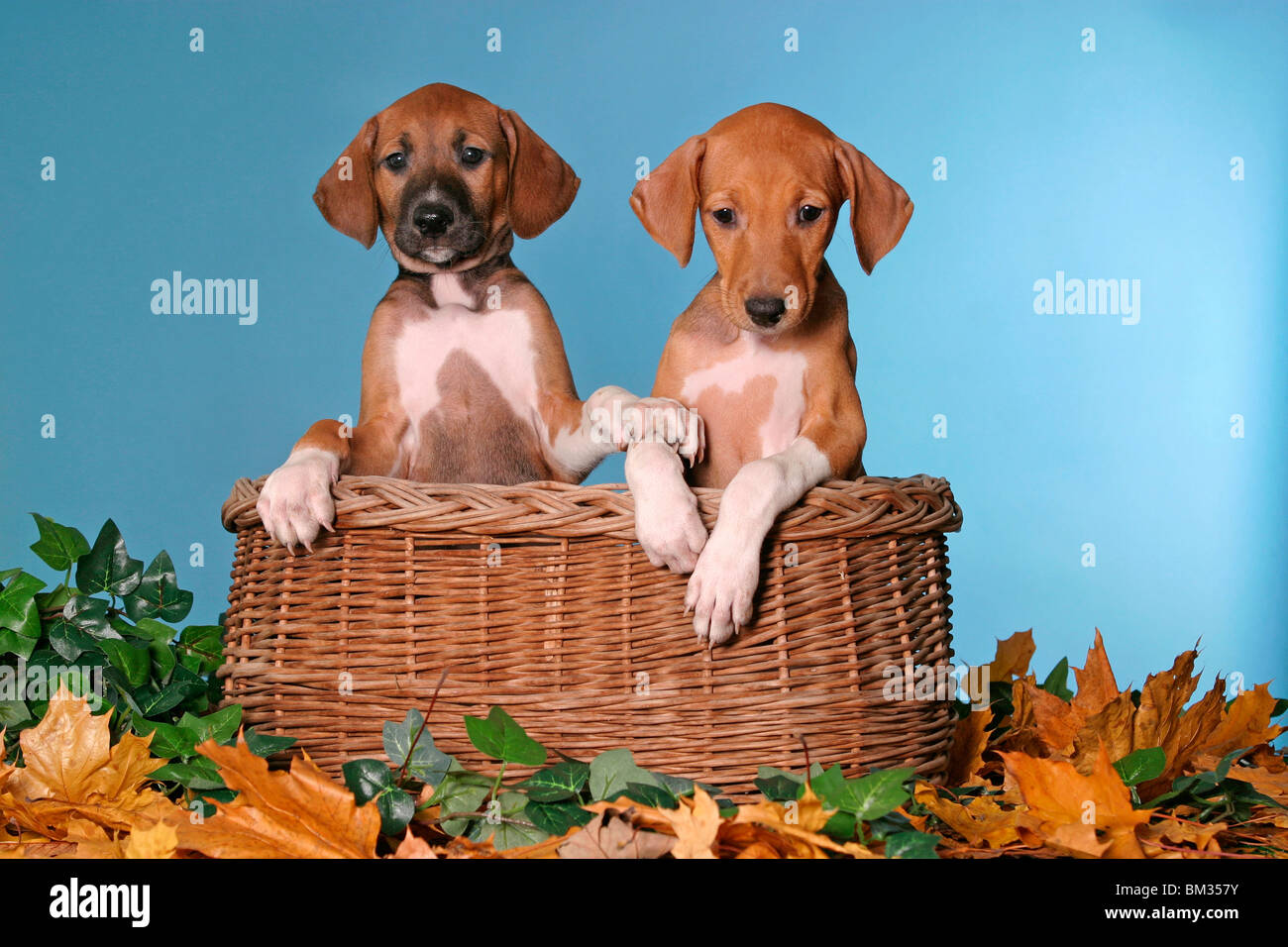 Dog dogs azawakh azawakhs hi-res stock photography and images - Alamy