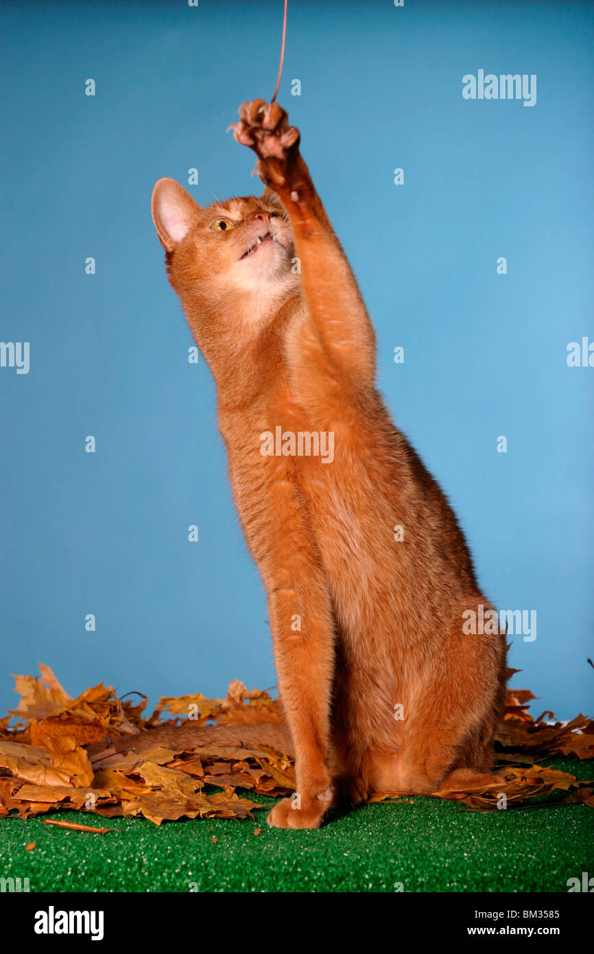 Abyssinian Cat Play Stock Photos & Abyssinian Cat Play Stock Images - Alamy