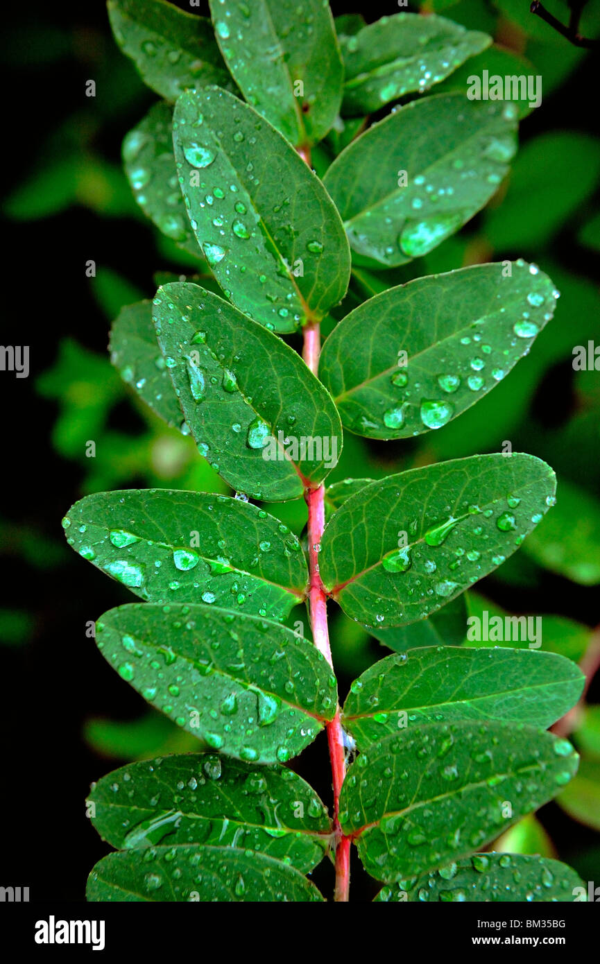Dew drop on leaf Stock Photo - Alamy