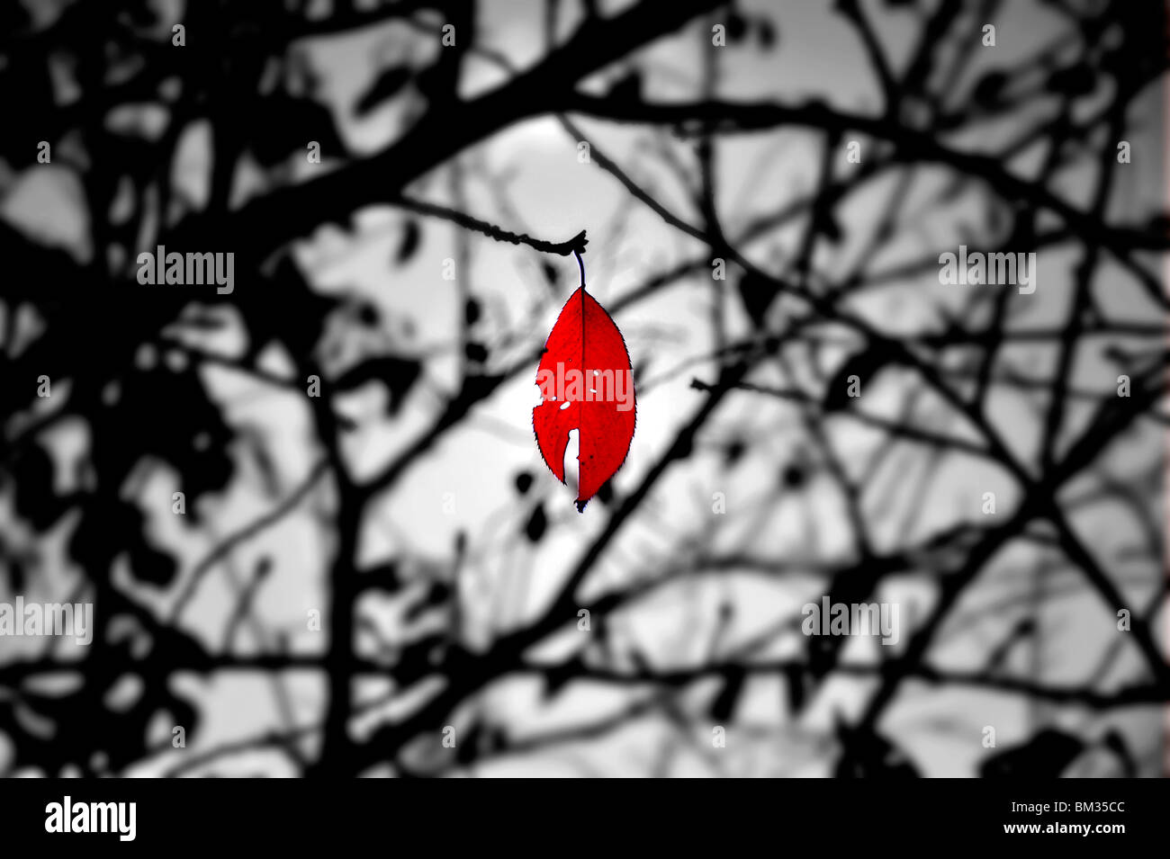 Last leaf on tree Stock Photo - Alamy