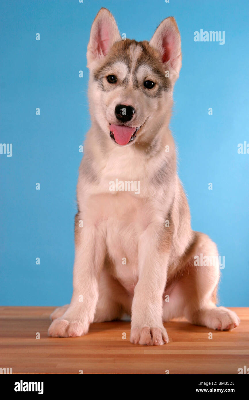 Sibirien Husky Welpe / sibirien husky puppy Stock Photo - Alamy