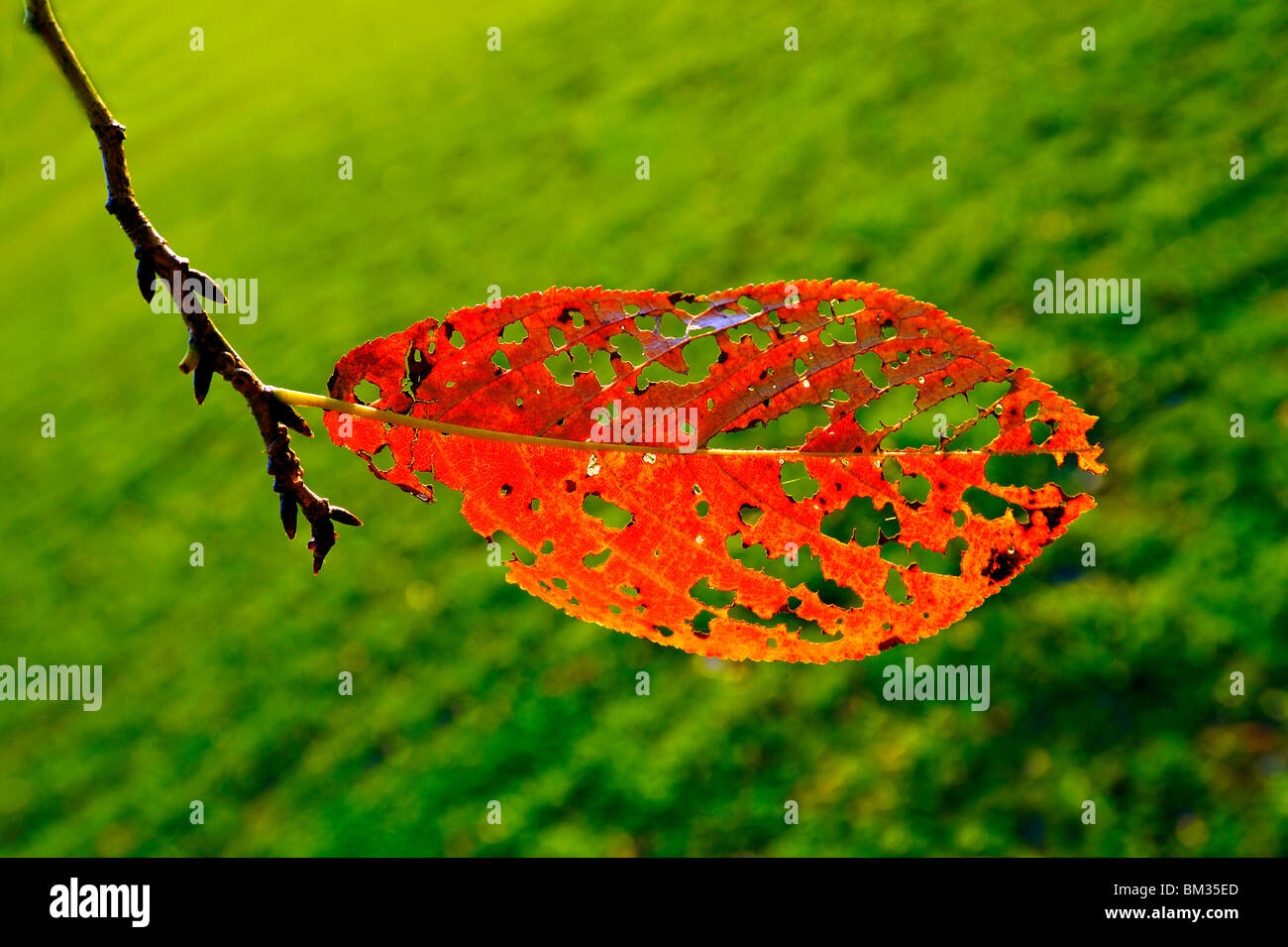 Last leaf on tree Stock Photo - Alamy