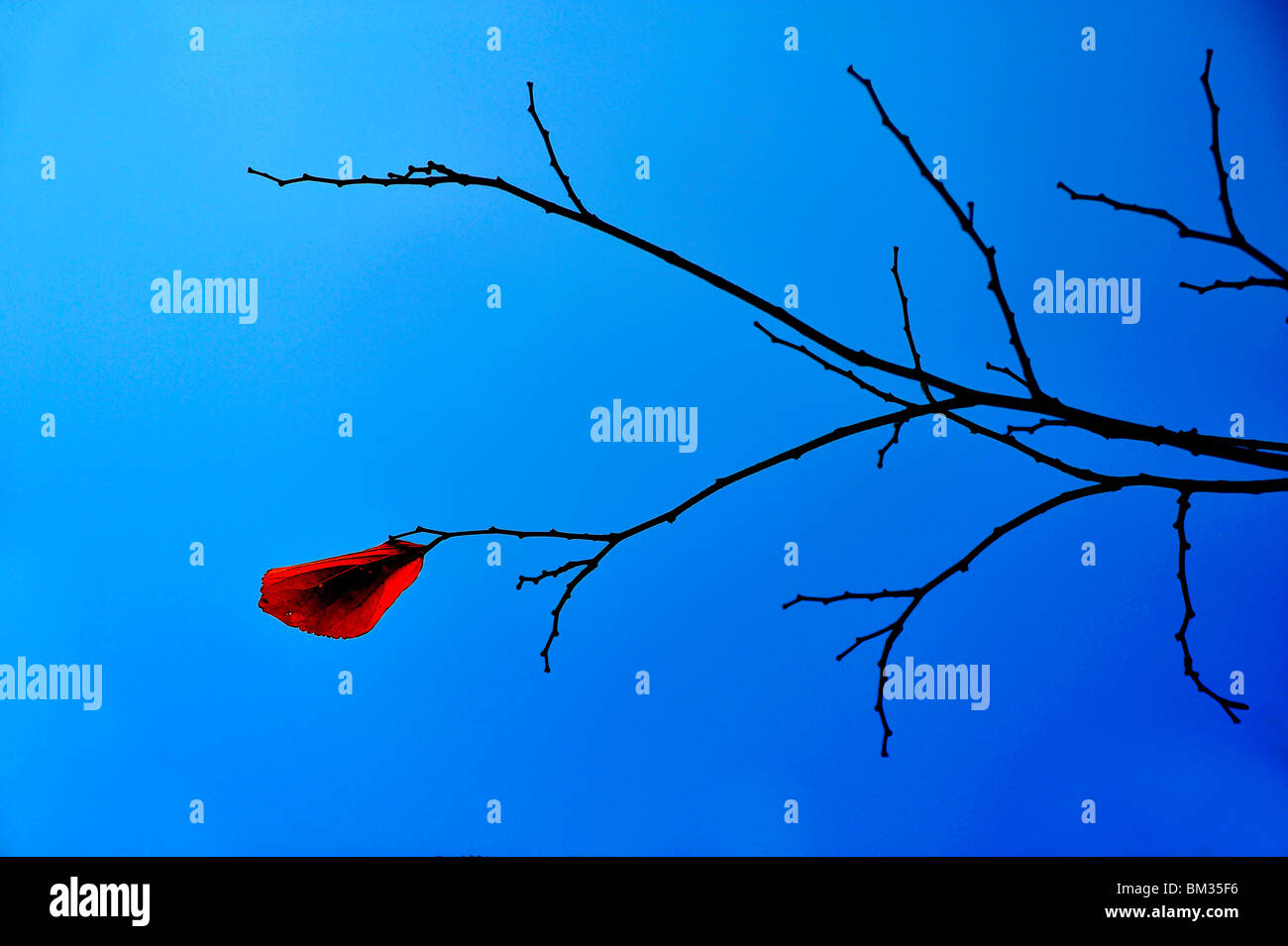 The Last Leaf High Resolution Stock Photography and Images - Alamy